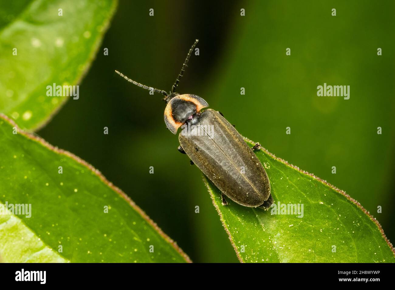 Firefly insect hi-res stock photography and images - Alamy