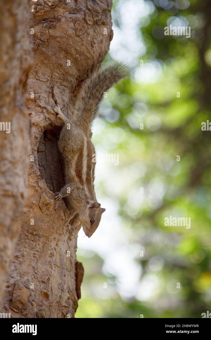 Layardi three-striped palm squirrel (Funambulus layardi) against ...