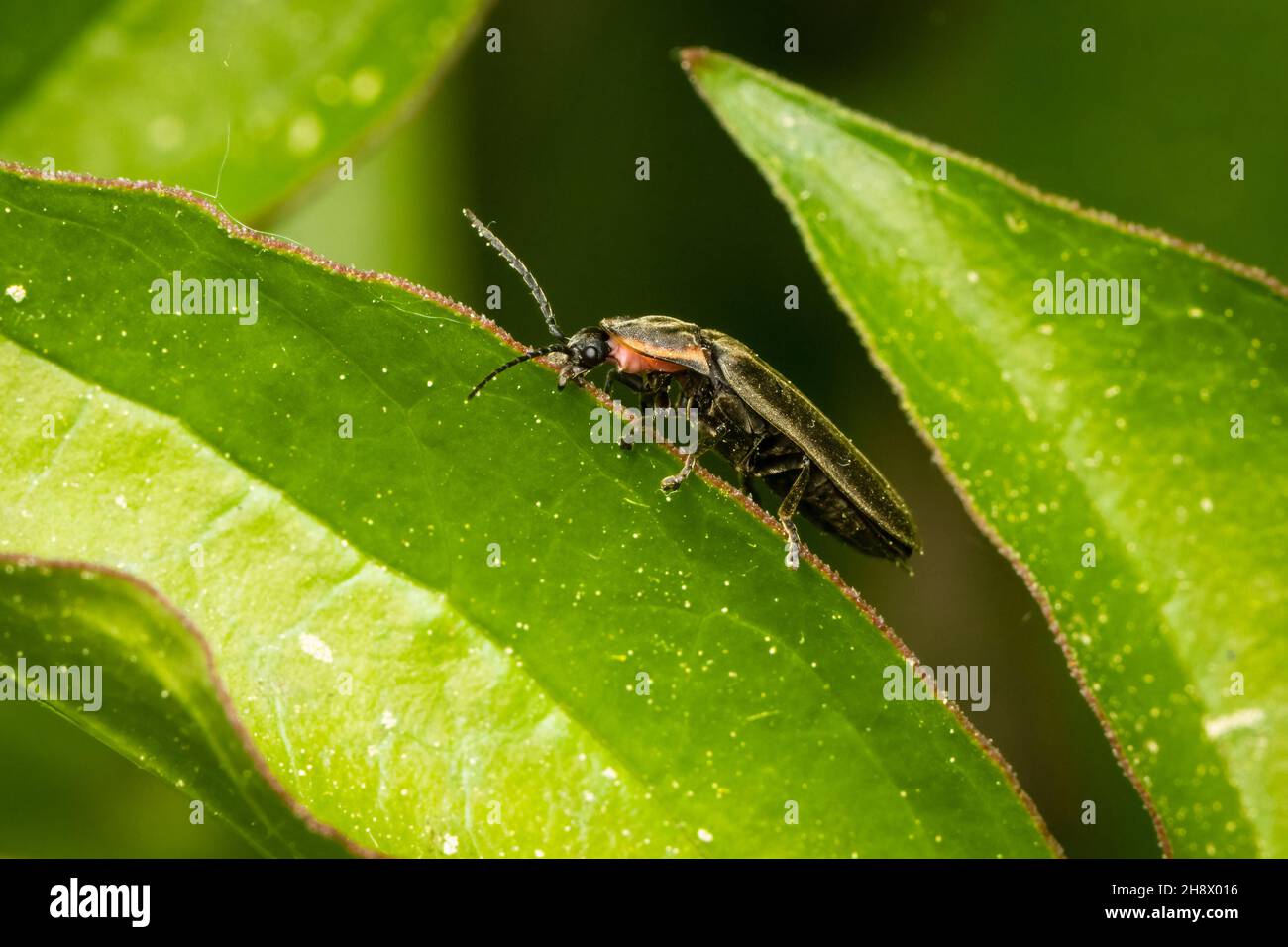 Coleoptera antenna hi-res stock photography and images - Alamy