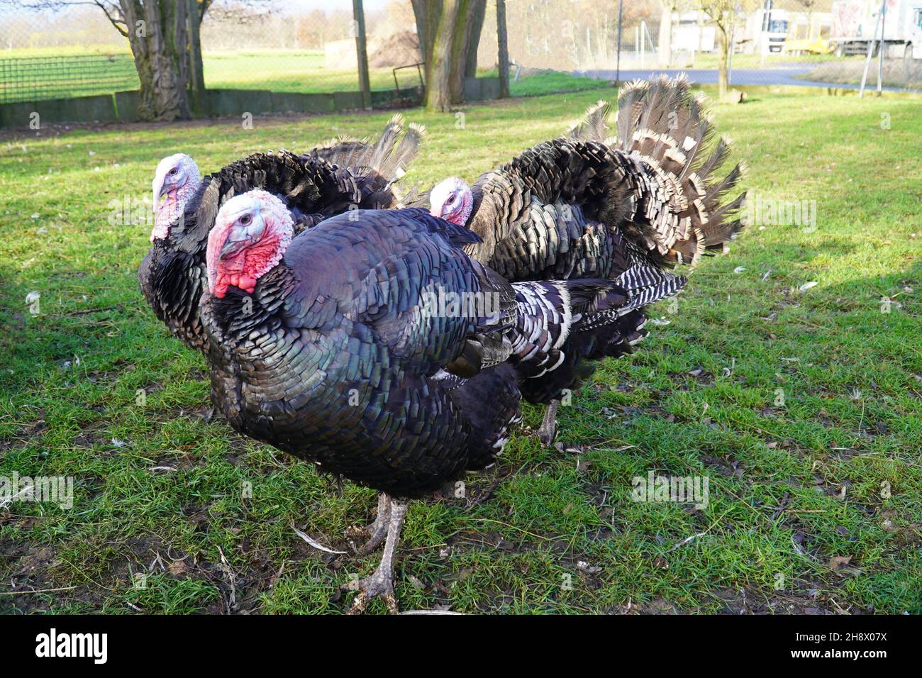 Three Turkey birds (Meleagris gallopavo domesticus) in a meadow ...