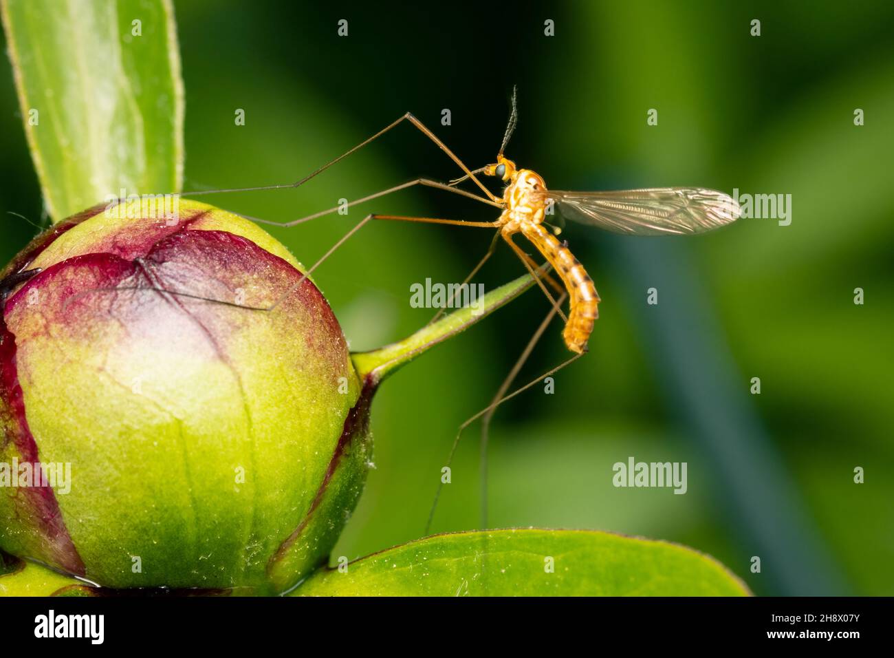Large Crane Fly on a peony button on a spring morning with blurred ...