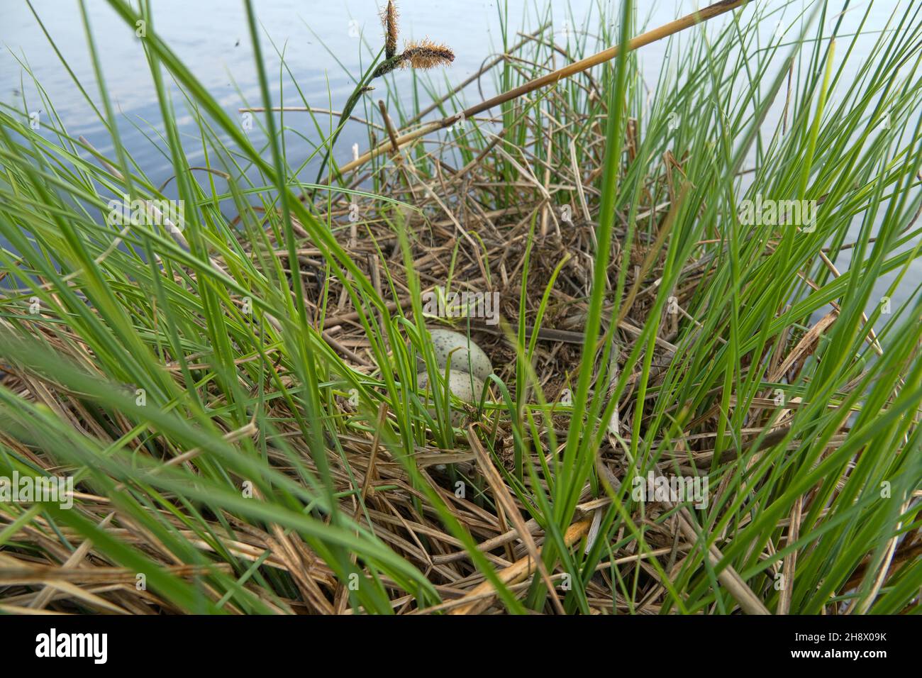 Common gull (Larus canus) nests on separate sedge hummocks in the ...
