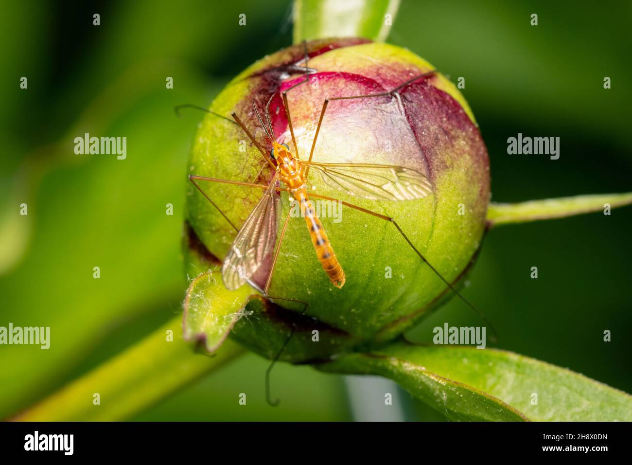 Large Crane Fly on a peony button on a spring morning with blurred ...