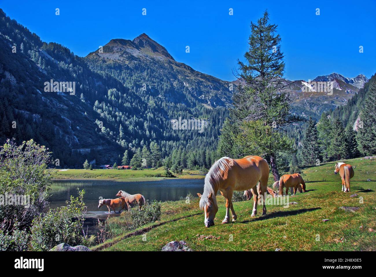 The Daone Valley. (Valle di Daone Stock Photo - Alamy
