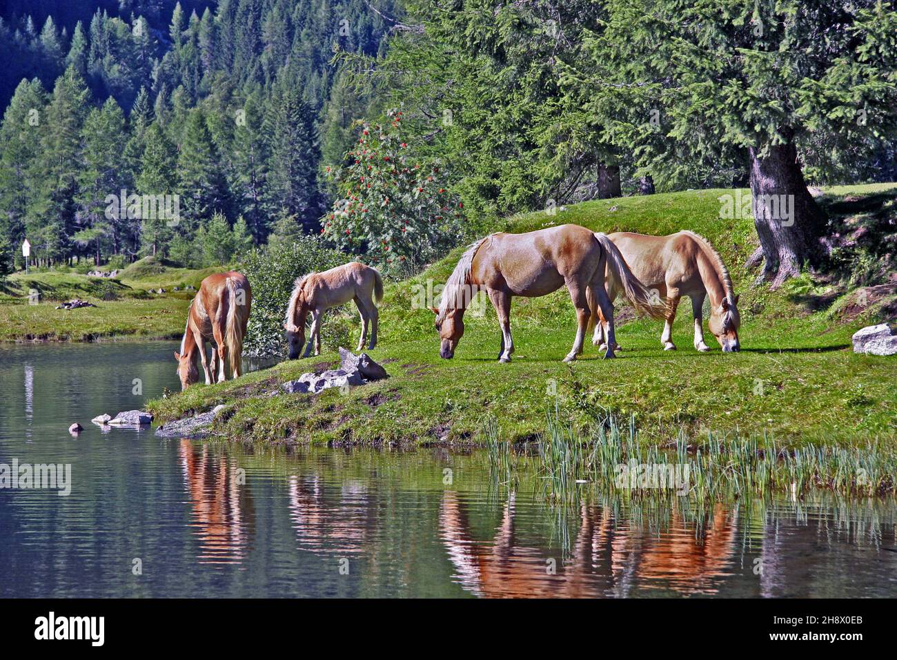 The Daone Valley. (Valle di Daone Stock Photo - Alamy