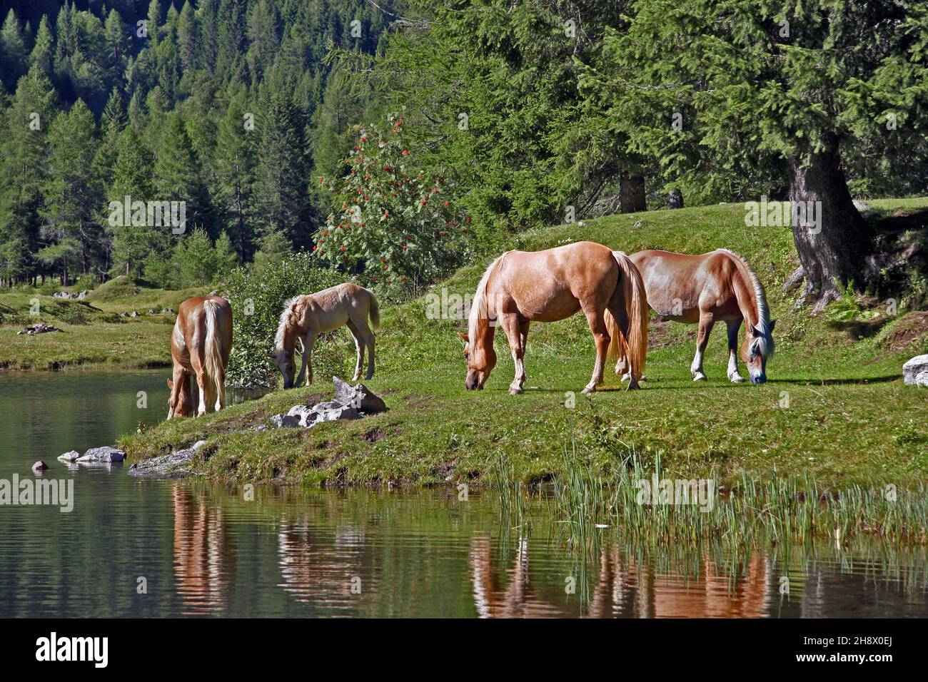 The Daone Valley. (Valle di Daone Stock Photo - Alamy
