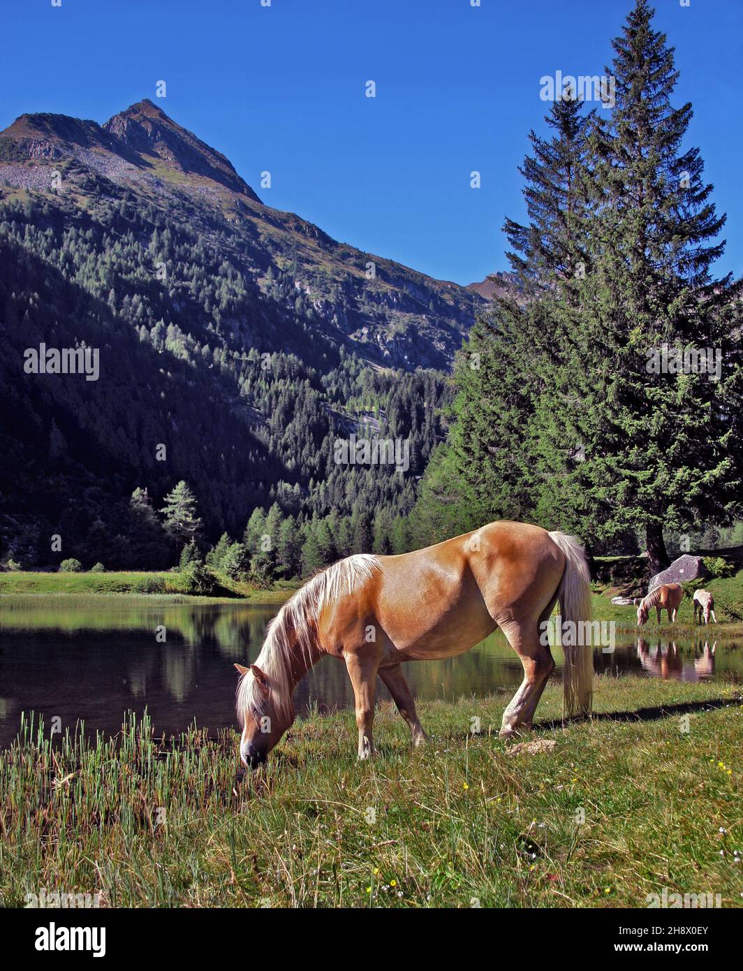 The Daone Valley. (Valle di Daone Stock Photo - Alamy