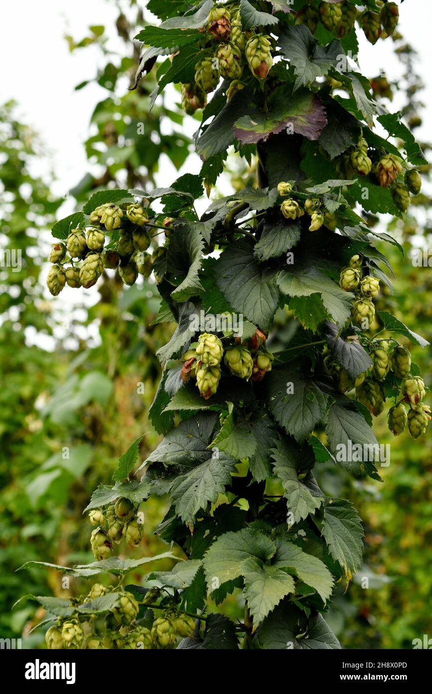 Austria, hops grown on stalks mainly for beer breweries Stock Photo - Alamy