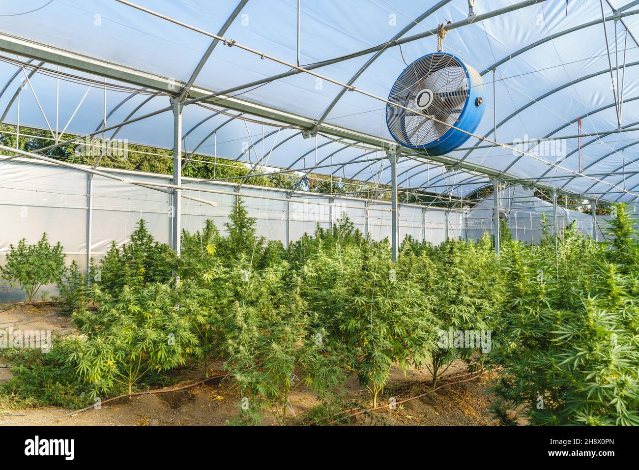 Marijuana plant rows hi-res stock photography and images - Alamy