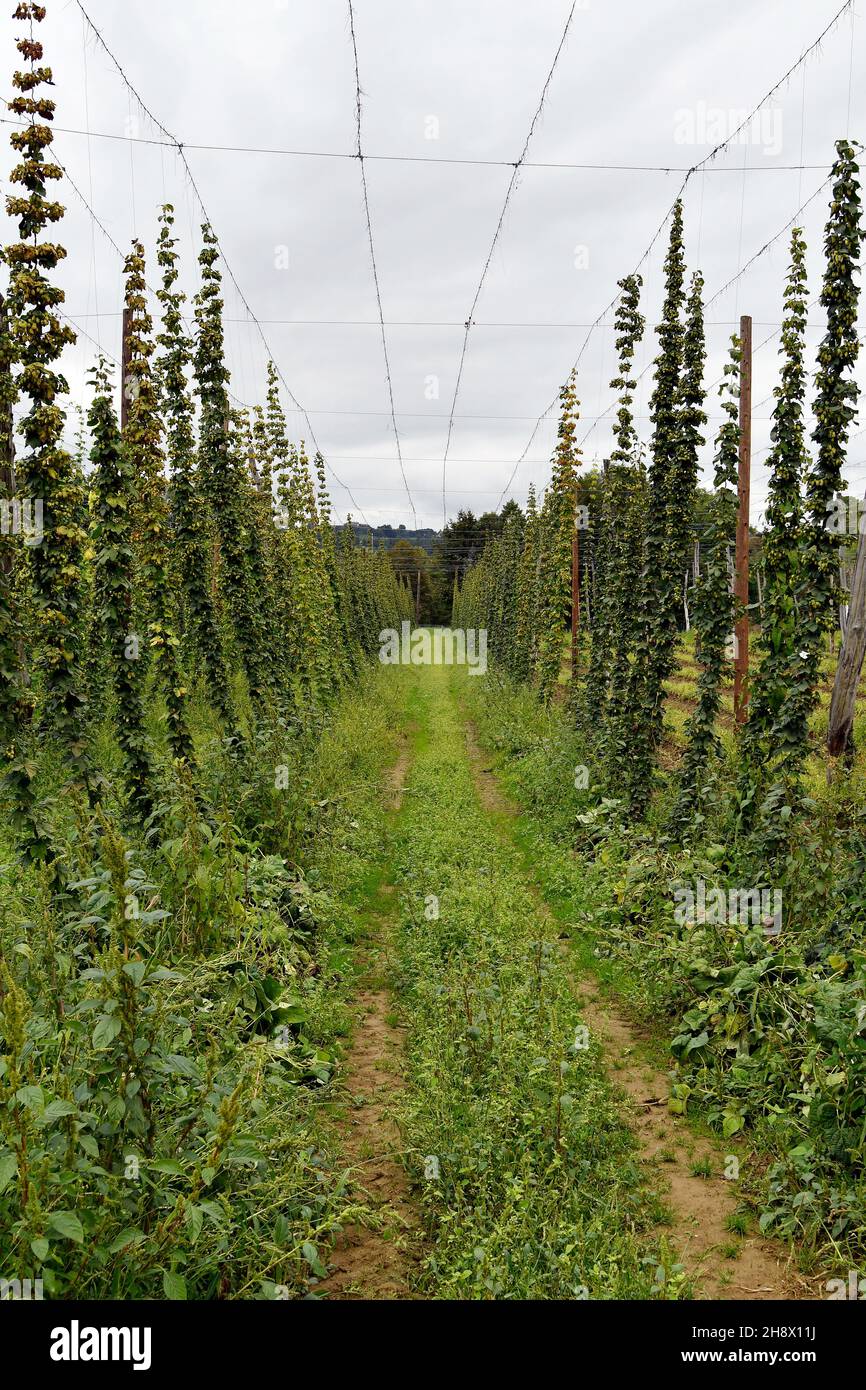 Austria, hops grown on stalks mainly for beer breweries Stock Photo - Alamy