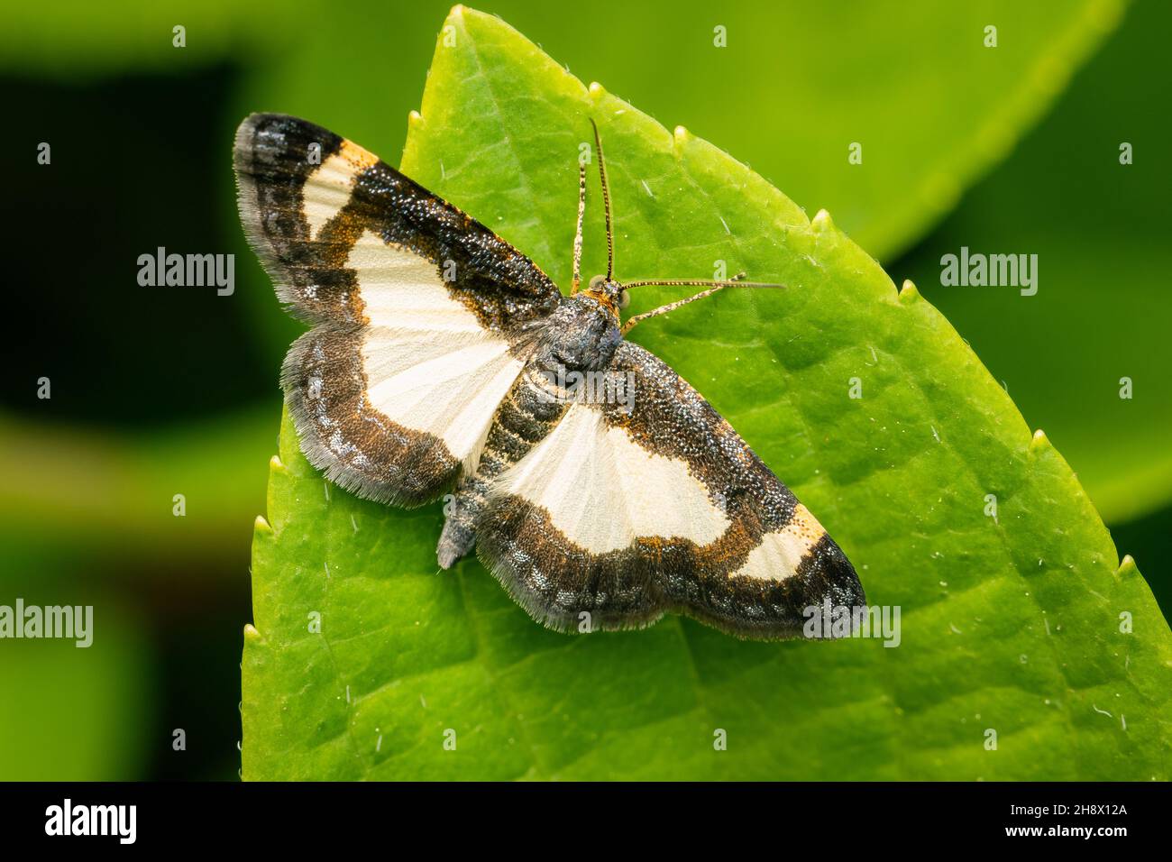 Common spring moth resting on a green leaf with copy space Stock Photo ...