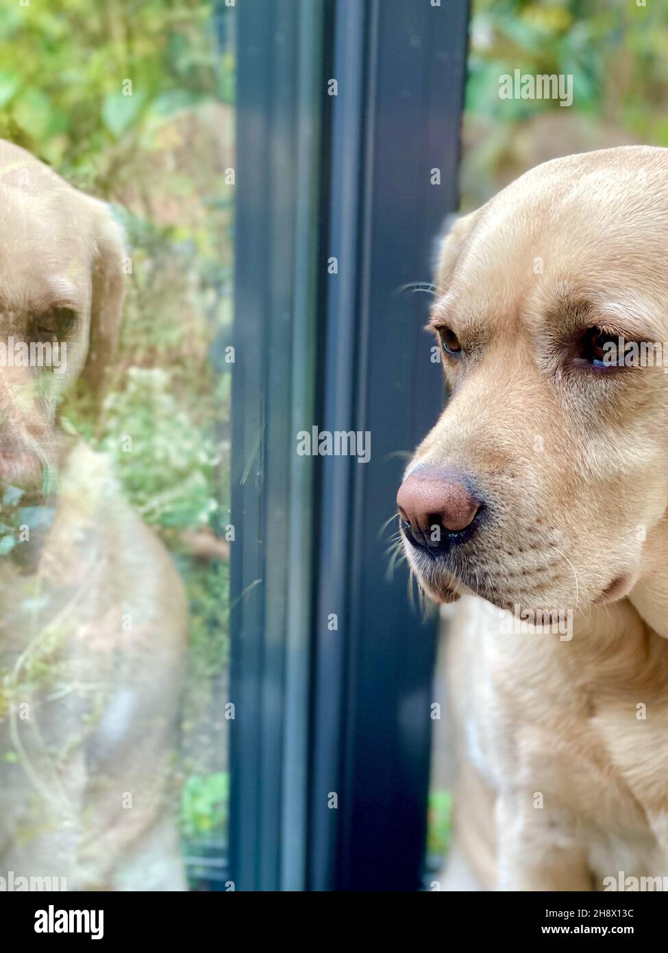 Adorable Labrador looking through the window Stock Photo - Alamy