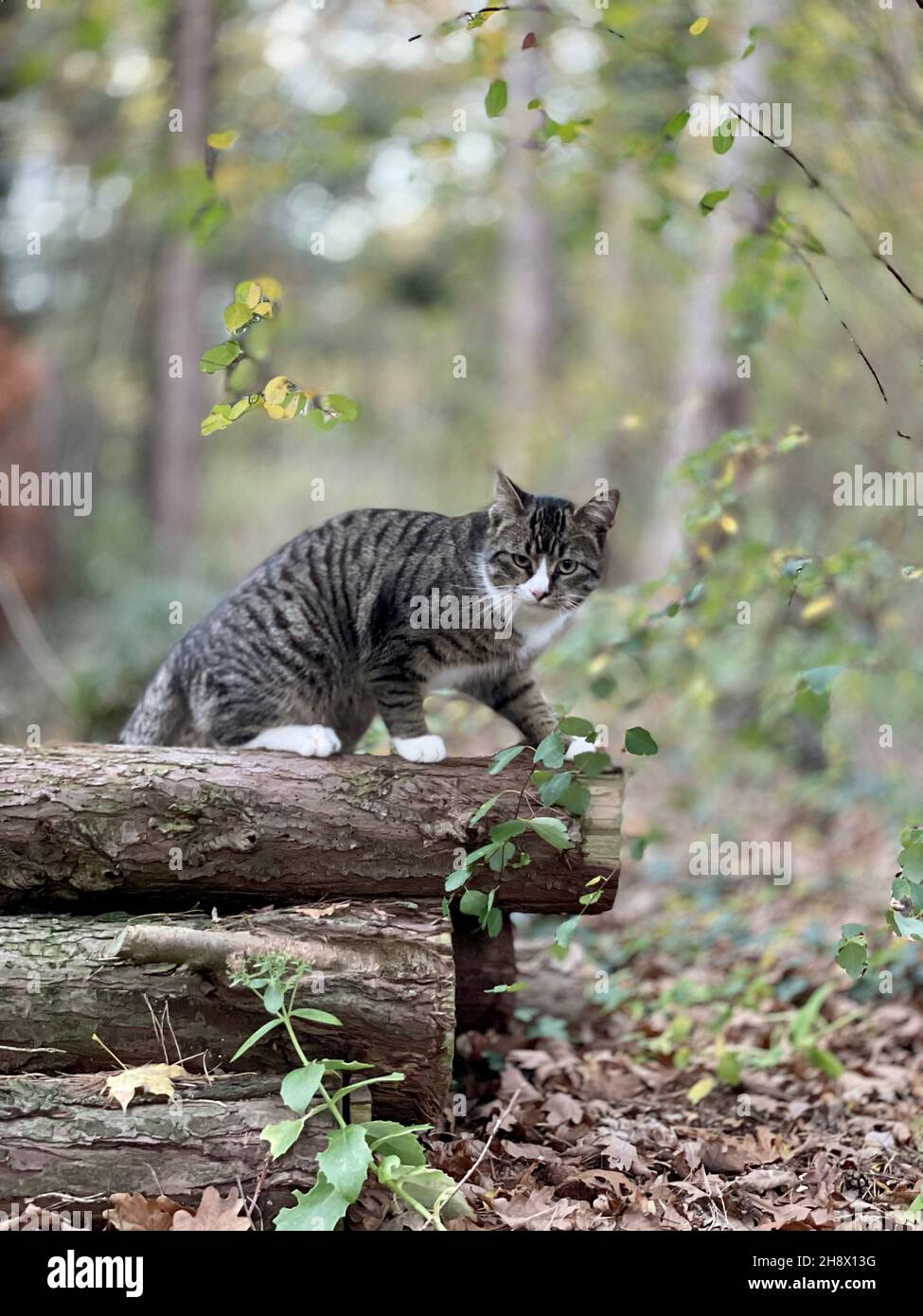 Selective of a cute cat walking on wood logs Stock Photo - Alamy