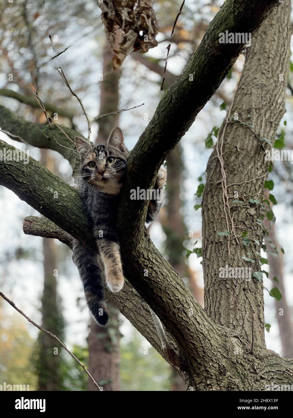 Cute cat hanging on a tree Stock Photo - Alamy
