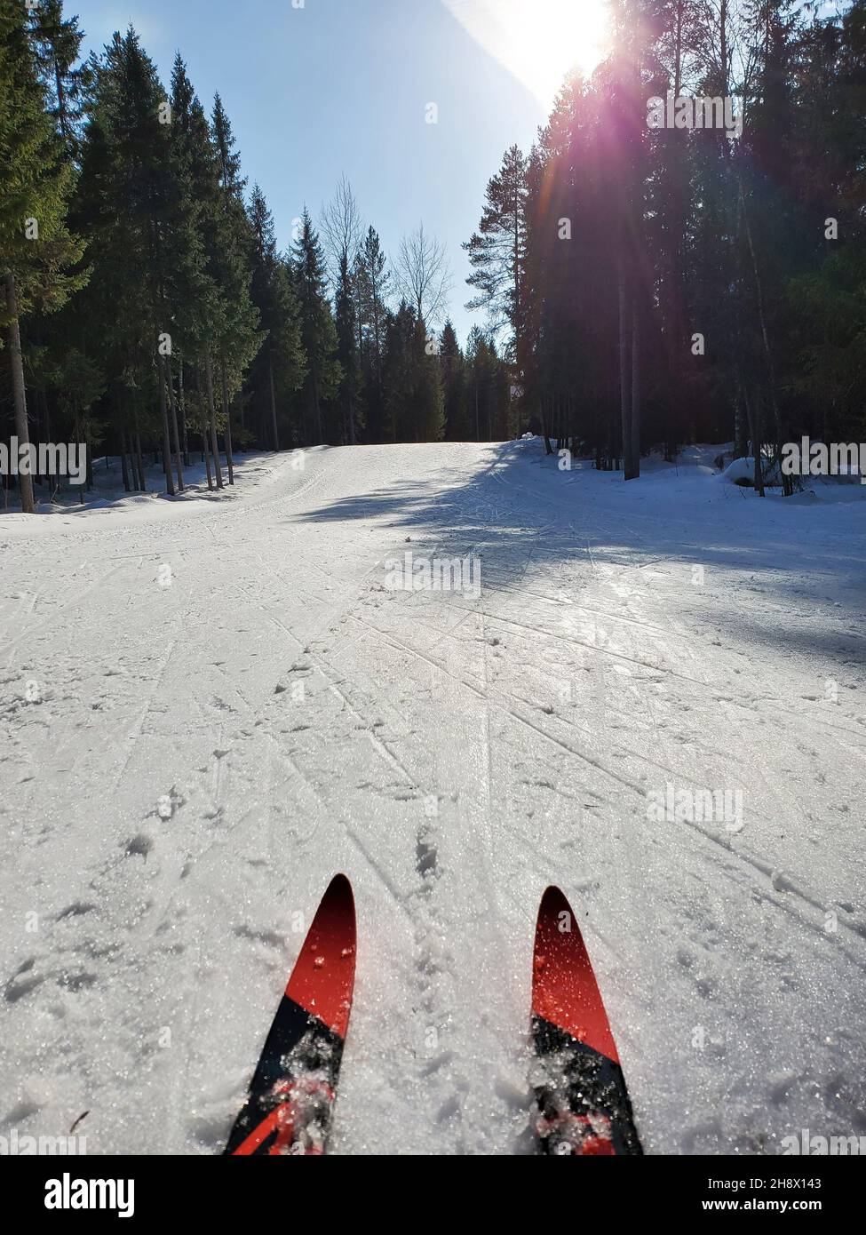 Pair of cross country skis on a perfectly groomed ski track. Winter ...
