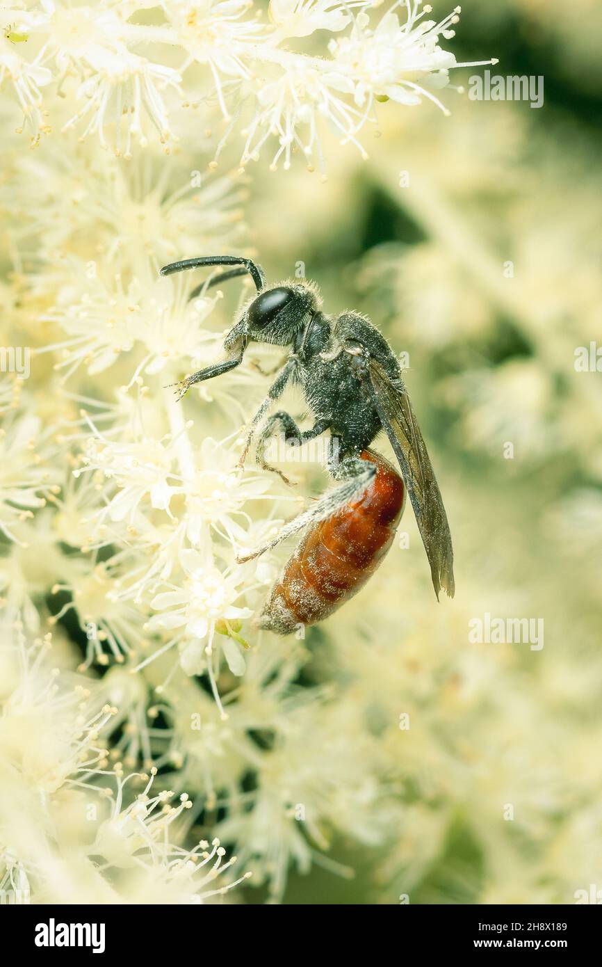 Small Sphecodes bee gathering pollen on white flowers with blurred ...