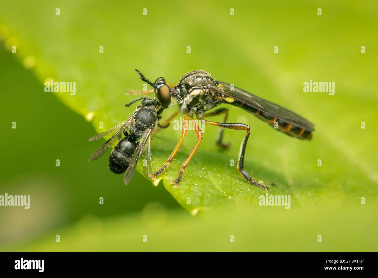 Robber fly feeding on its prey with blurred green background and copy ...