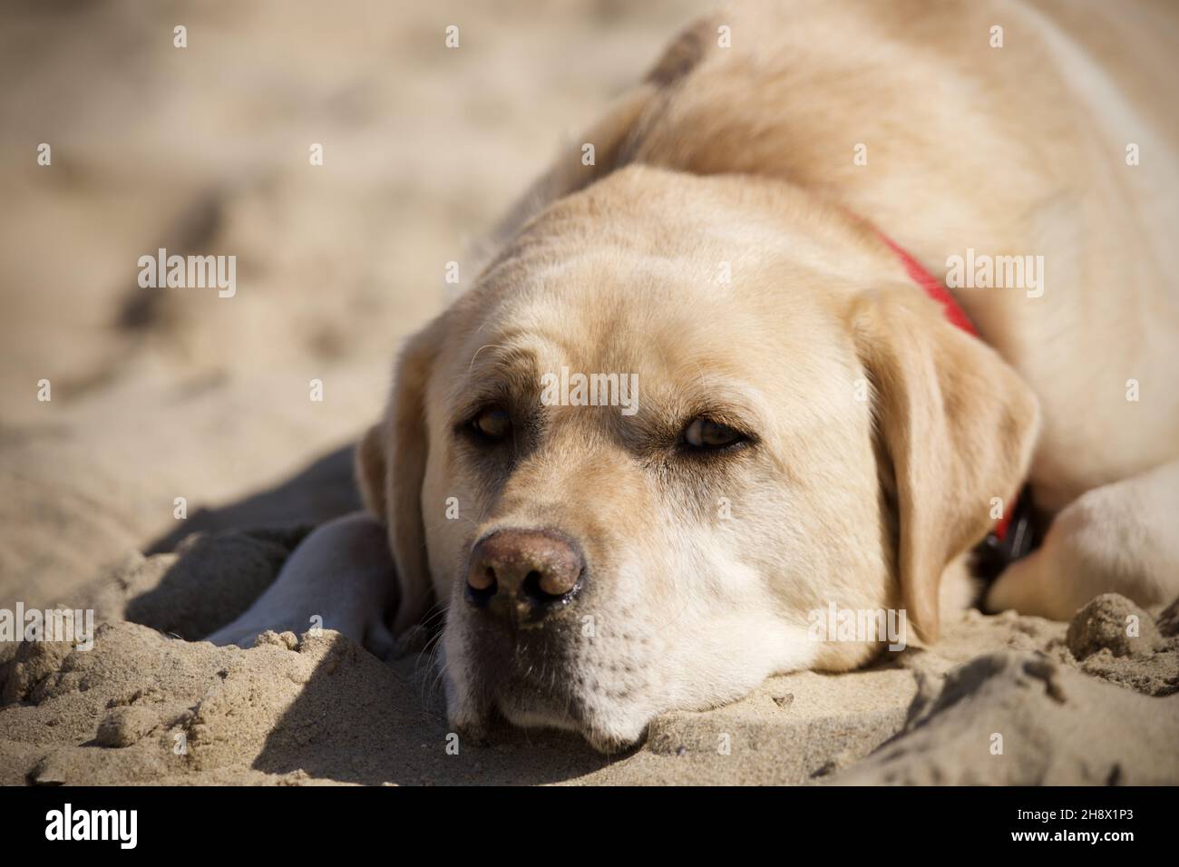 Closeup of an adorable Labrador at the beach Stock Photo - Alamy
