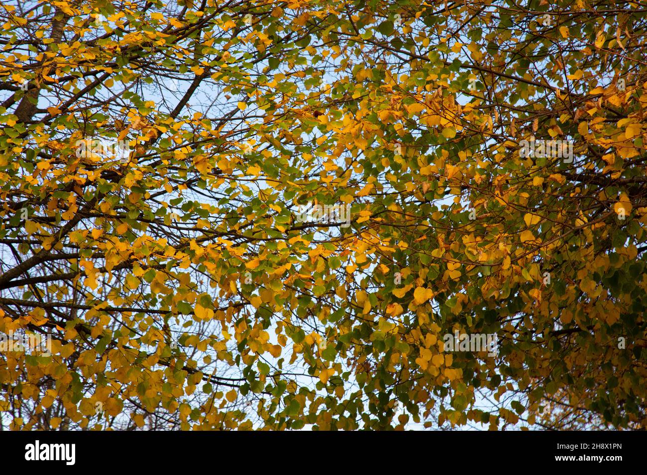 Poplar tree yellow leaves autumn hi-res stock photography and images ...