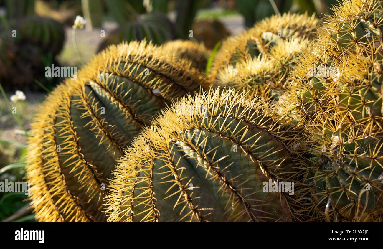 Exotic cacti succulent plant with thick fleshy stems and thorns growing ...