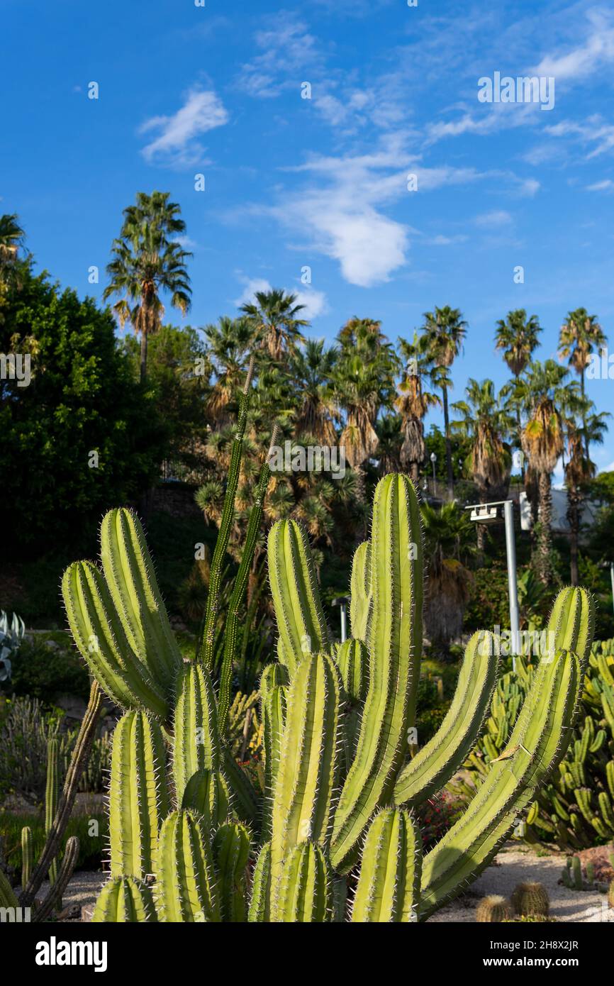 Exotic cacti succulent plant with thick fleshy stems and thorns growing ...