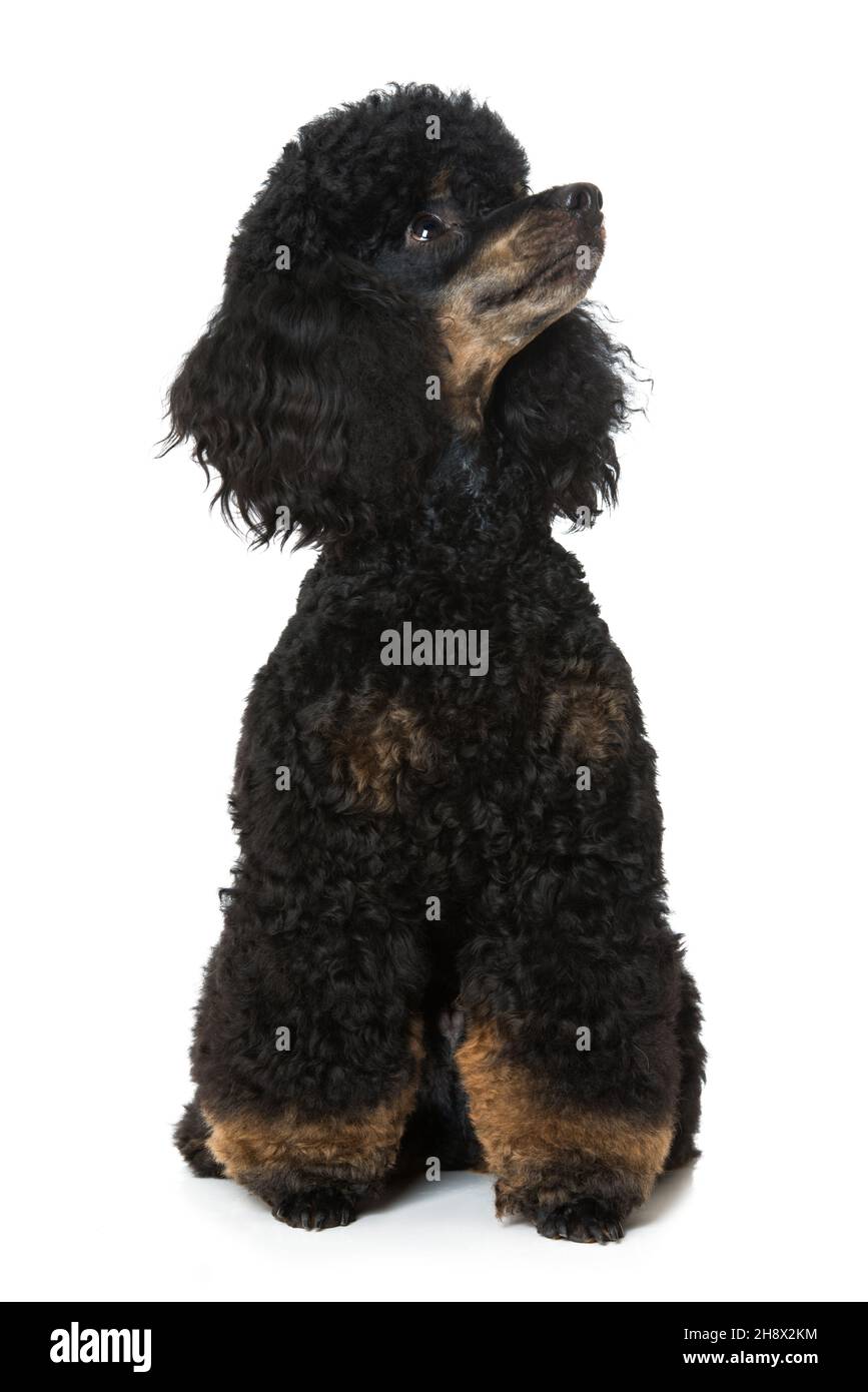 Poodle sitting isolated on white background Stock Photo - Alamy