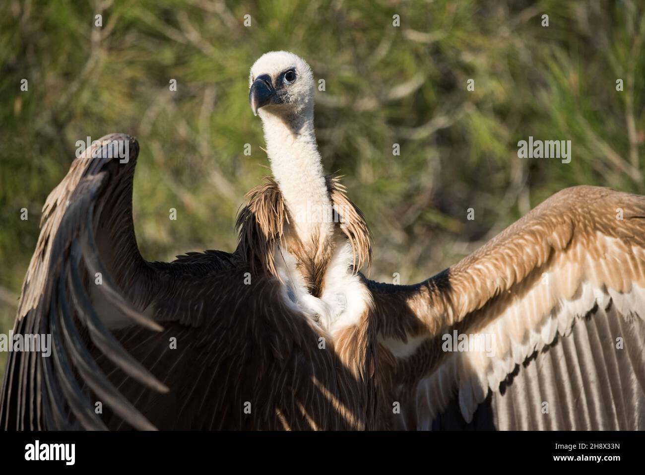Wild single bird of prey griffon with brown feathers in sunlight in ...