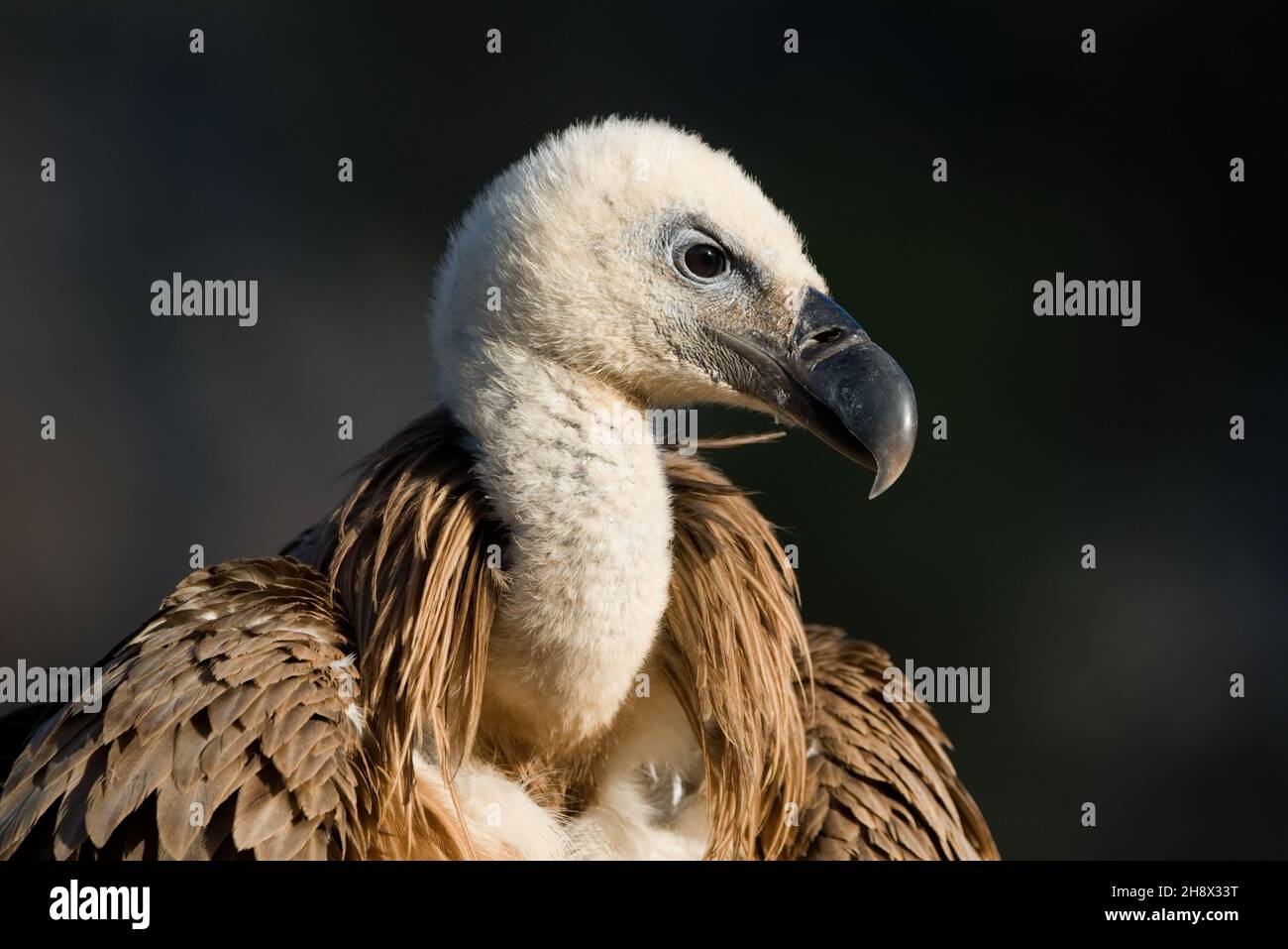 Wild single bird of prey griffon with brown feathers in sunlight in ...