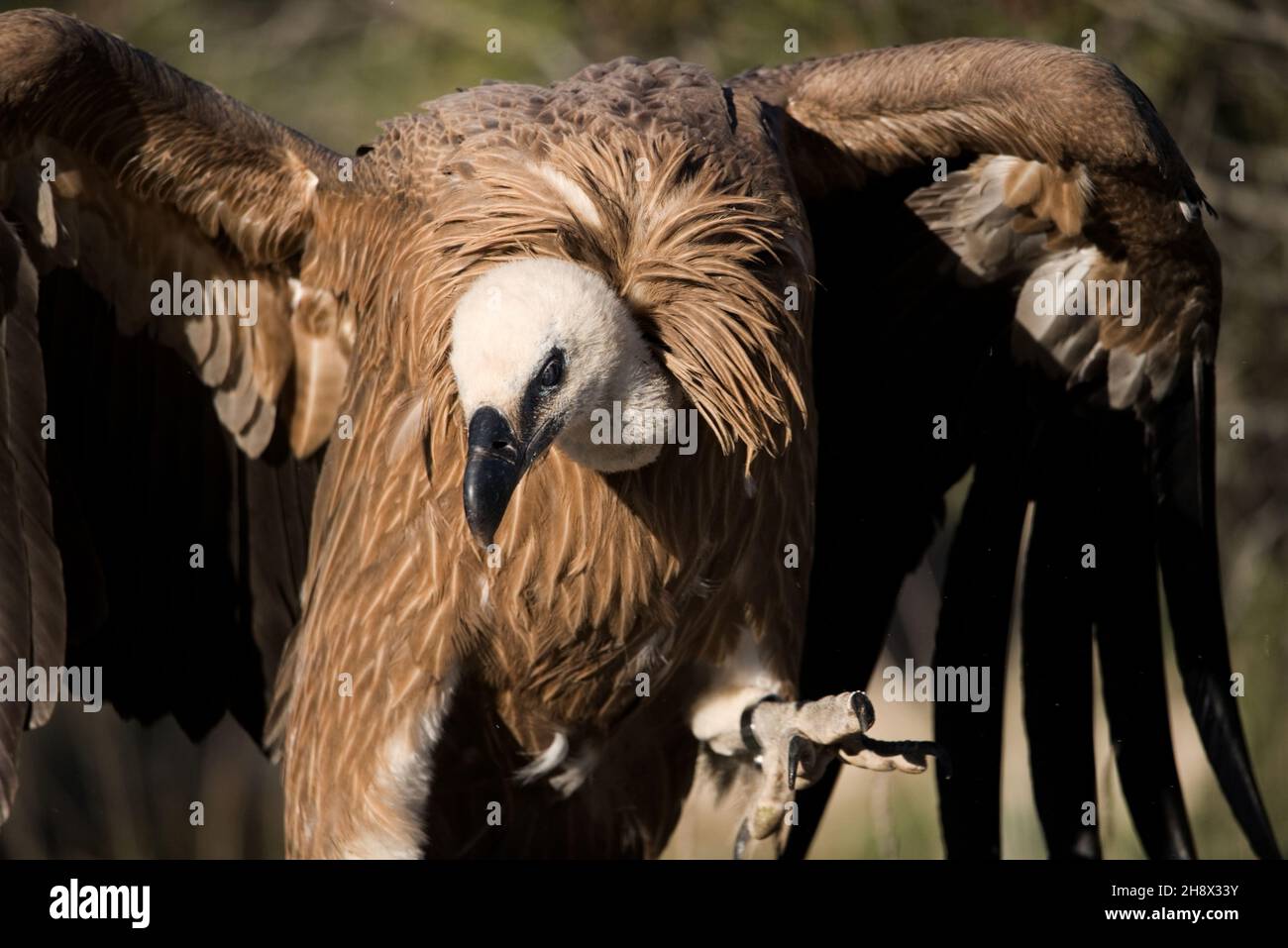 Wild single bird of prey griffon with brown feathers in sunlight in ...