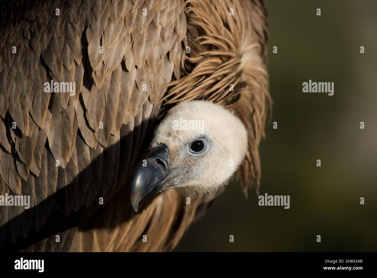 Wild single bird of prey griffon with brown feathers in sunlight in ...