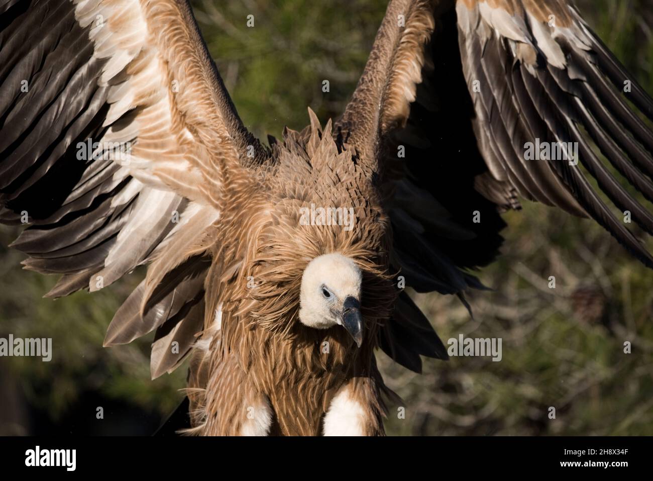 Wild single bird of prey griffon with brown feathers in sunlight in ...