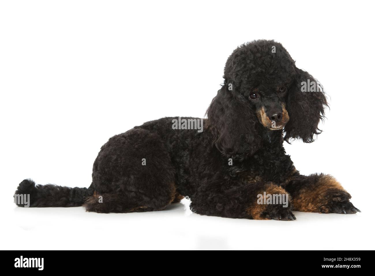 Poodle lying isolated on white background Stock Photo - Alamy