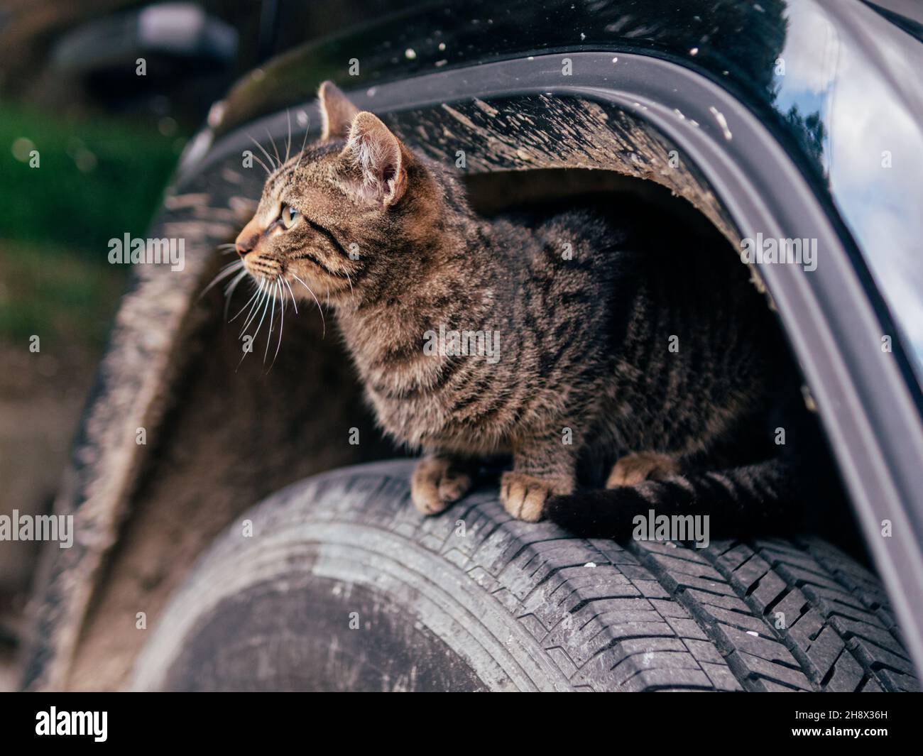 Homeless of cute tabby furry cat sitting on tire wheel of black dirty ...