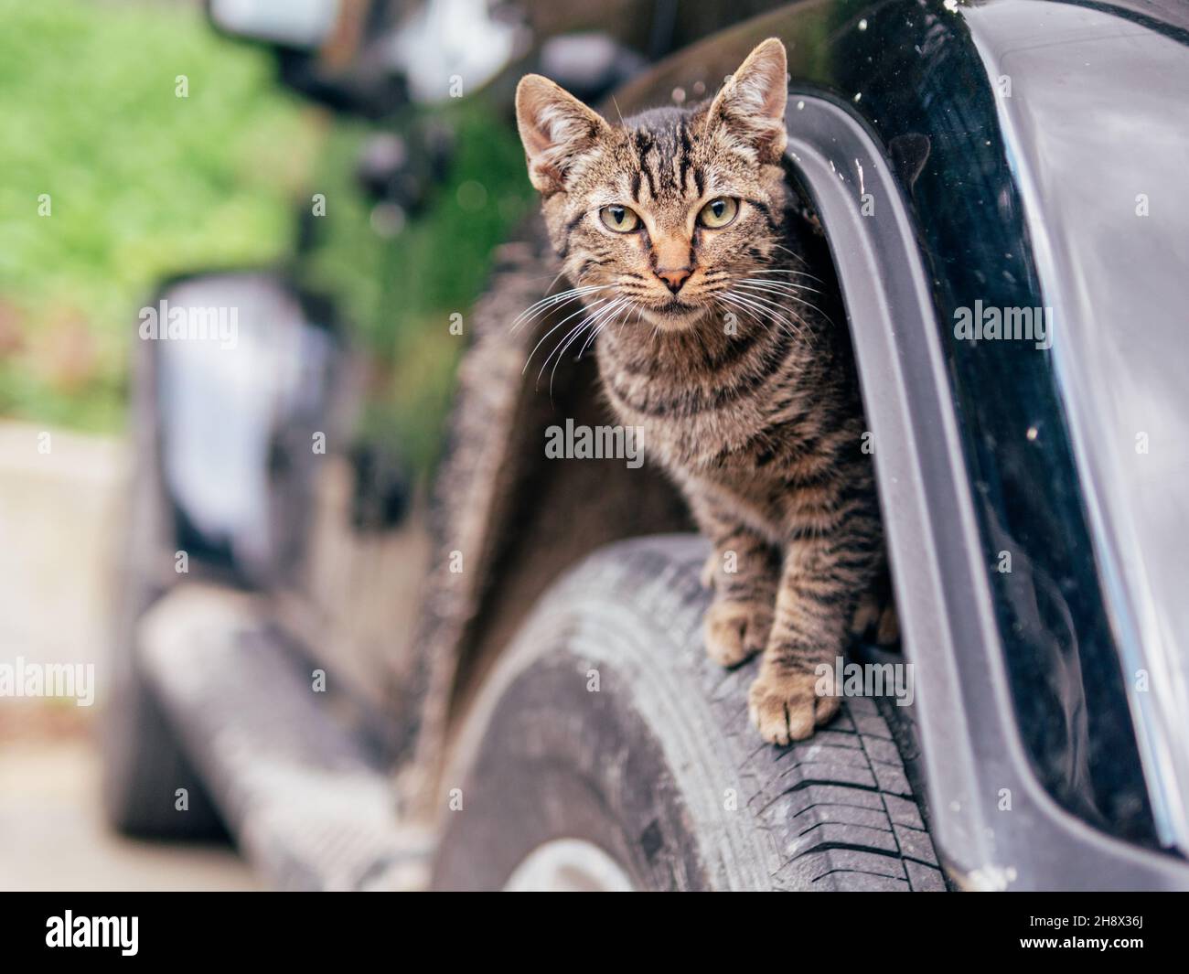 Homeless of cute tabby furry cat sitting on tire wheel of black dirty ...
