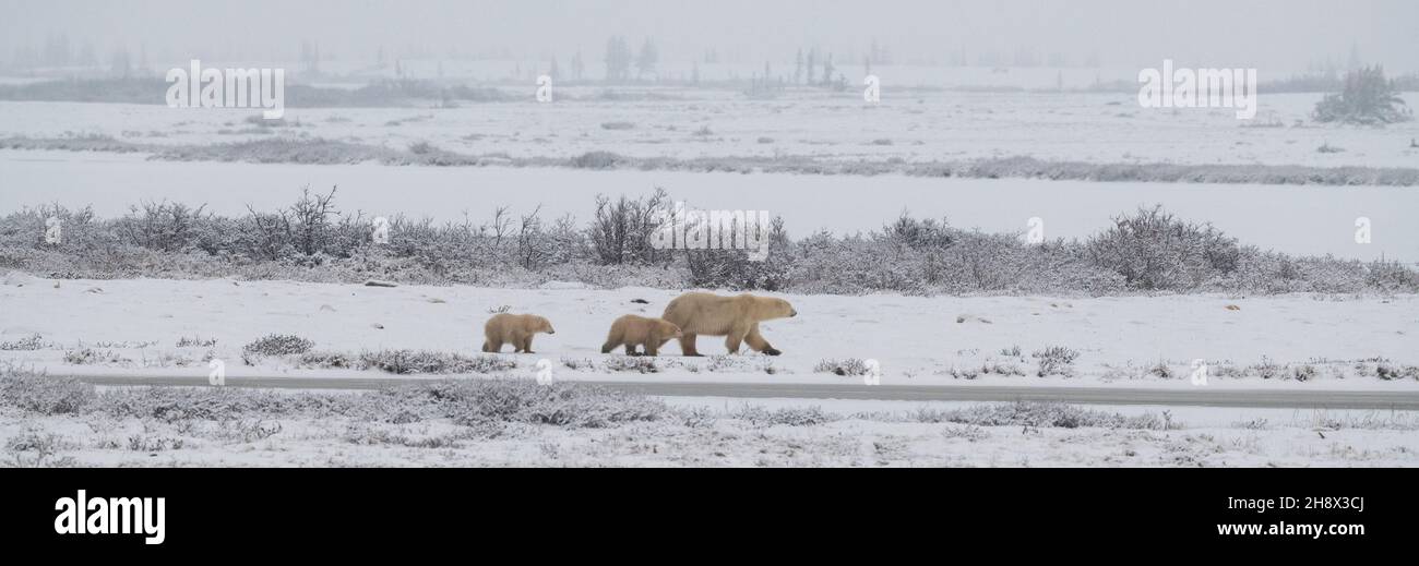 Canada, Manitoba, Churchill. Polar bear mom with two COY, cubs of the ...