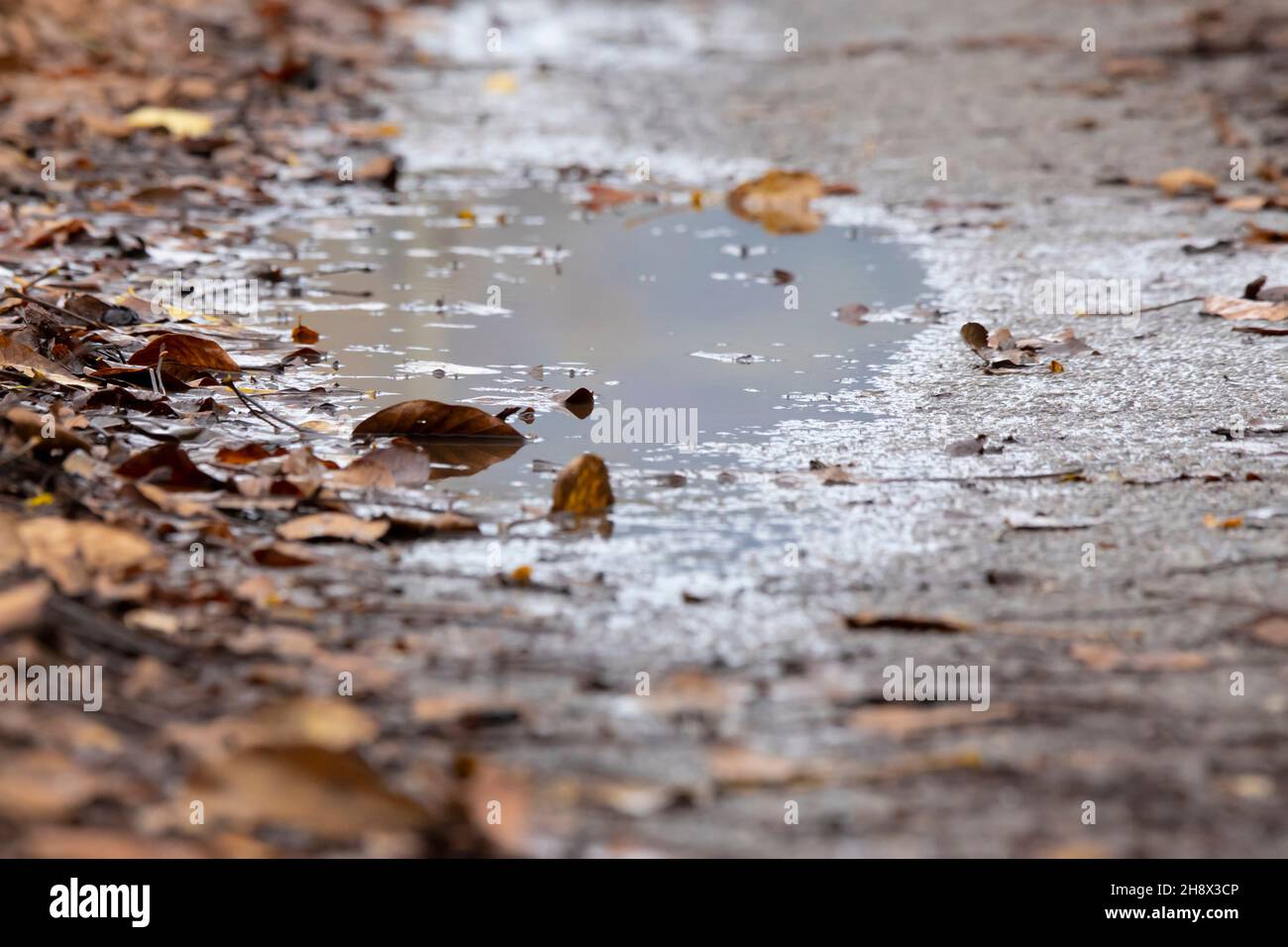 Puddle fly hi-res stock photography and images - Alamy