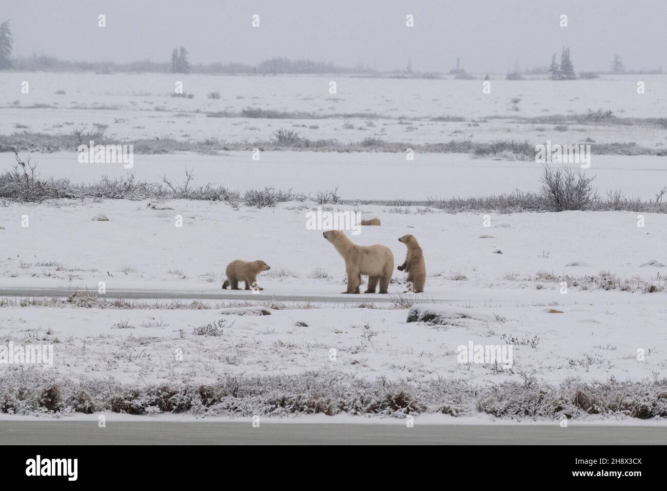 Canada, Manitoba, Churchill. Polar bear mom with two COY, cubs of the ...