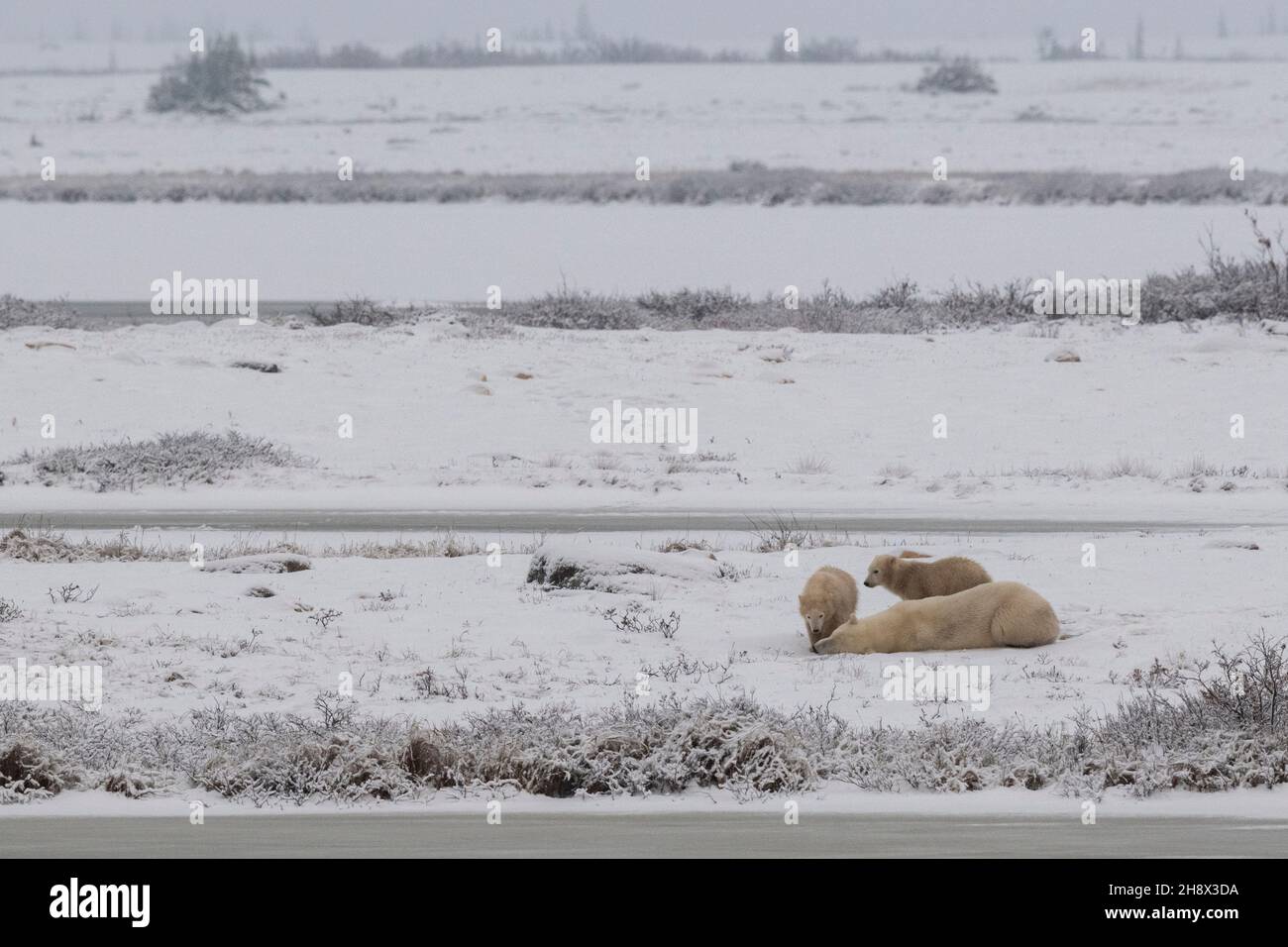 Canada, Manitoba, Churchill. Polar bear mom with two COY, cubs of the ...