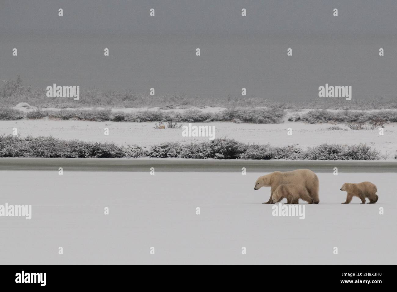 Canada, Manitoba, Churchill. Polar bear mom with two COY, cubs of the ...