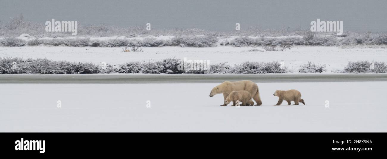 Canada, Manitoba, Churchill. Polar bear mom with two COY, cubs of the ...
