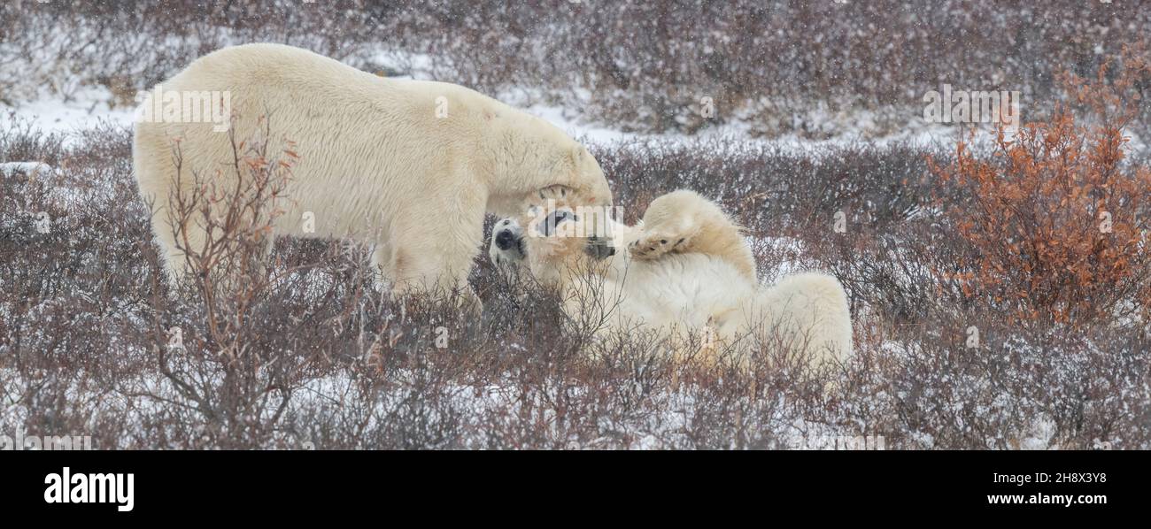 Canada, Manitoba, Churchill. Two polar bears in willow habitat (WILD: Ursus maritimus Stock ...