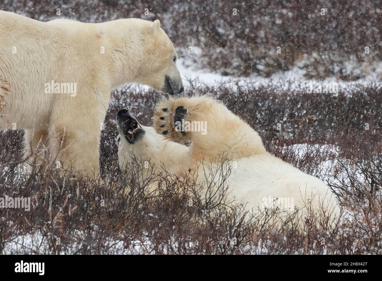 Canada, Manitoba, Churchill. Two polar bears in willow habitat (WILD: Ursus maritimus Stock ...