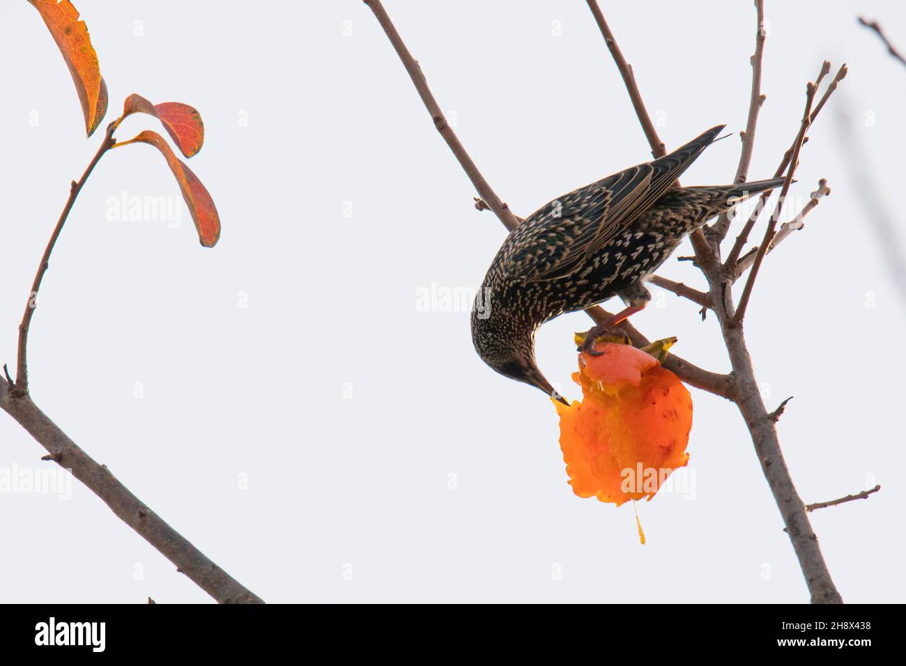 starling feasting on persimmons on a tree in autumn Stock Photo - Alamy