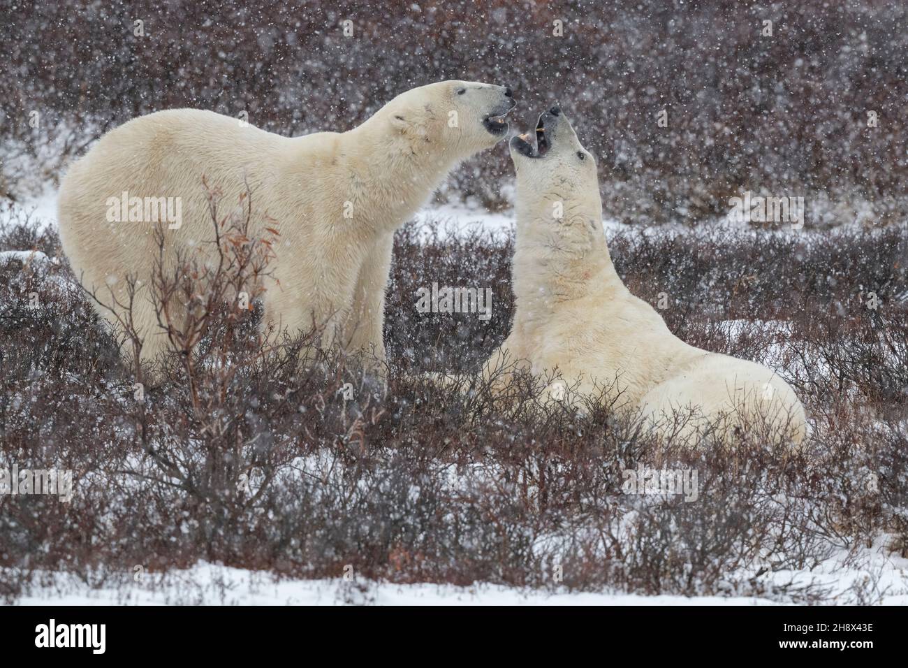 Canada, Manitoba, Churchill. Two polar bears in willow habitat (WILD: Ursus maritimus Stock ...
