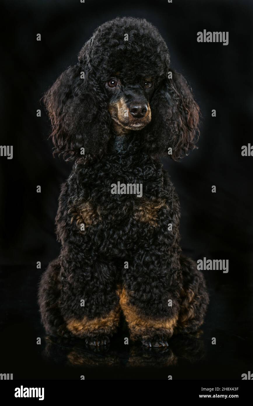 Sitting black and tan poodle hi-res stock photography and images - Alamy