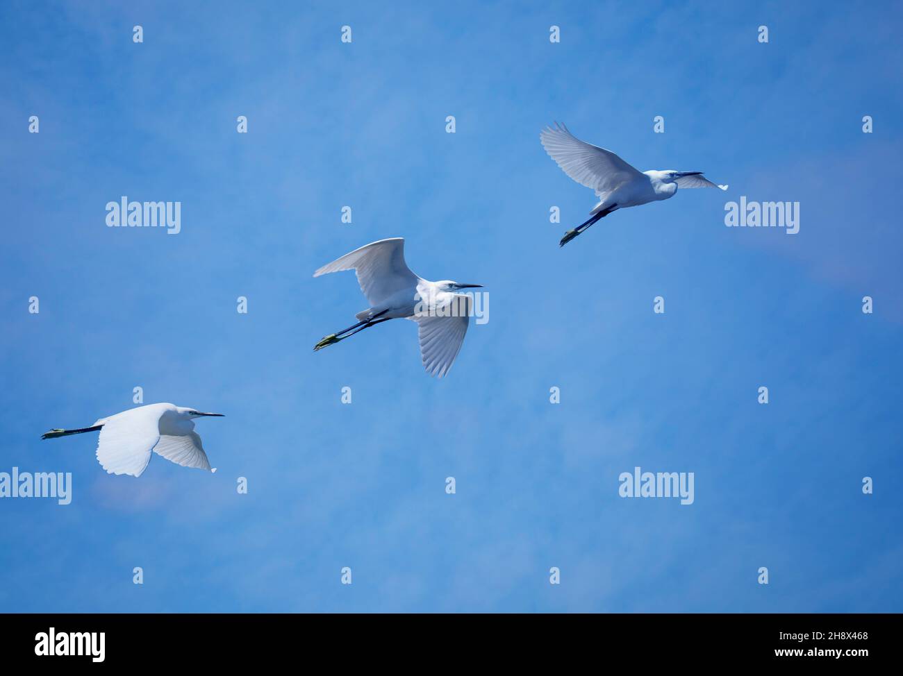 three little egrets in flight against the blue sky in Tuscany Stock ...