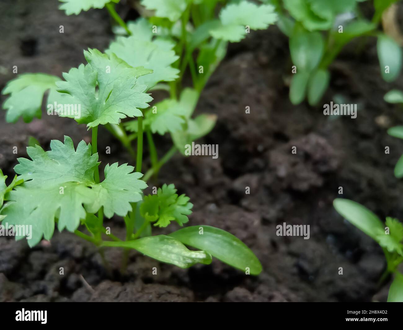 Dhaniya hi-res stock photography and images - Alamy