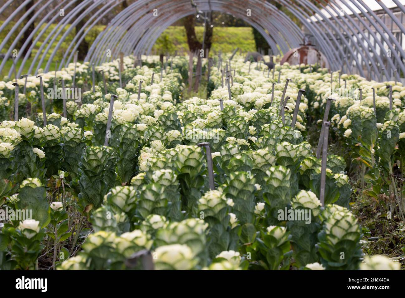 ornamental cabbage plants in greenhouse Stock Photo - Alamy