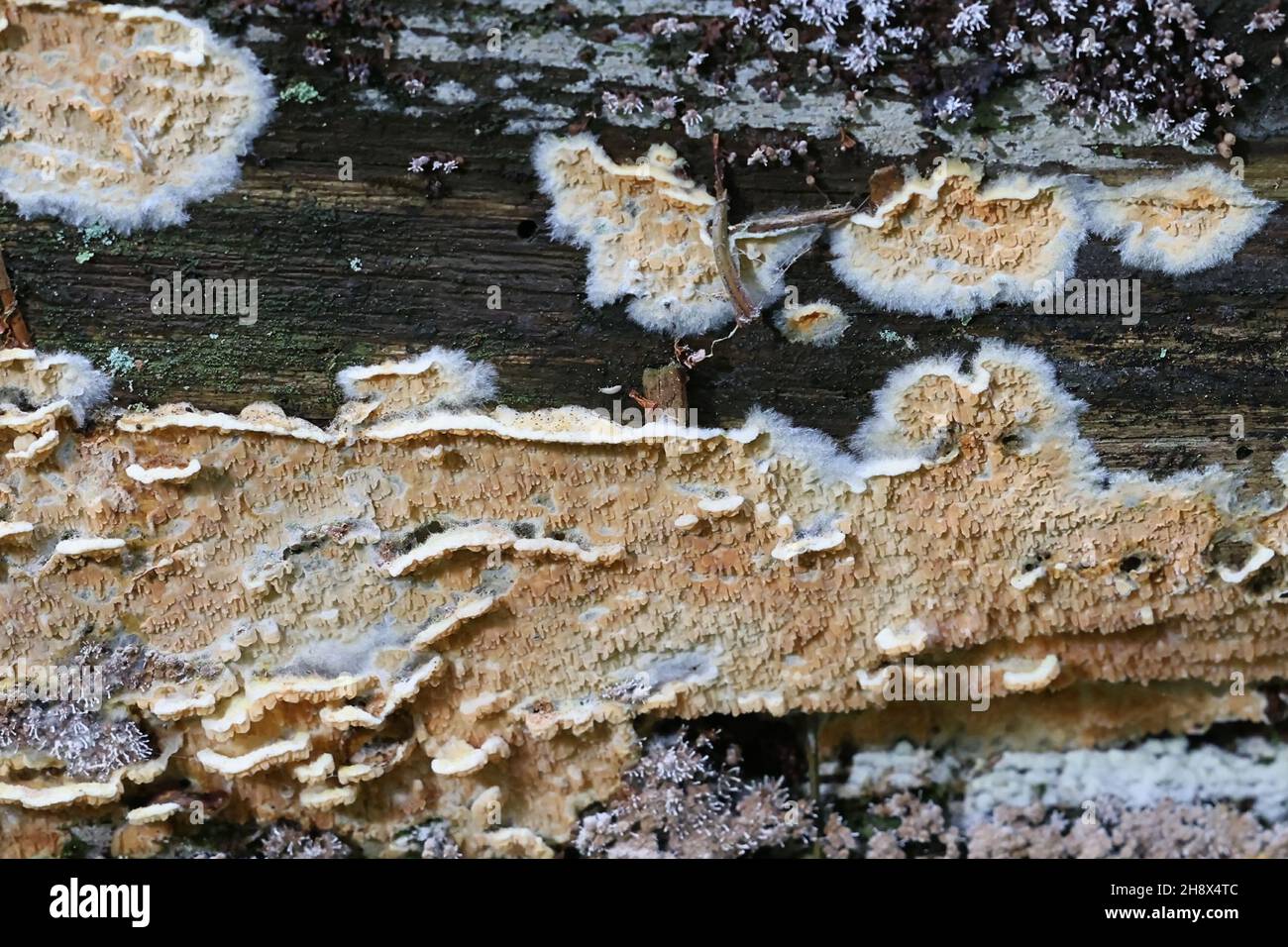 Leucogyrophana mollusca, commonly known as the warped orange crust ...