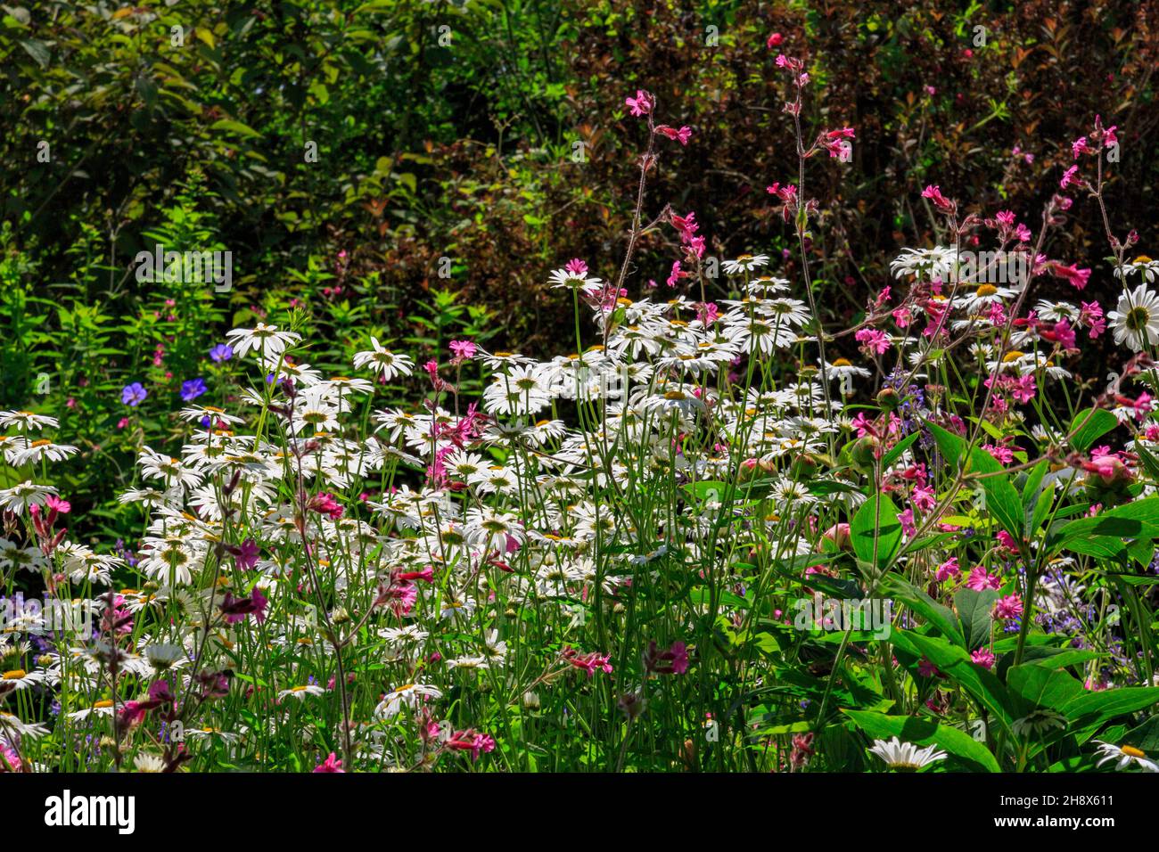 Wildflowers in the Terrace Garden at Burrow Farm Garden – created by ...